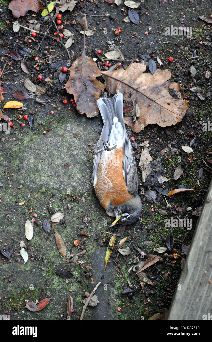 Dead american robin turdus migratorius hi-res stock photography and ...