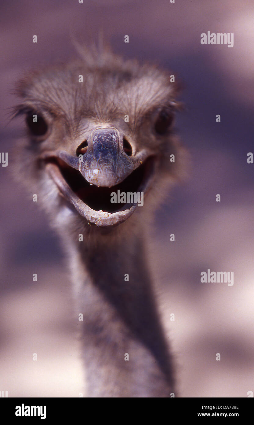 Long straight beak hi-res stock photography and images - Alamy