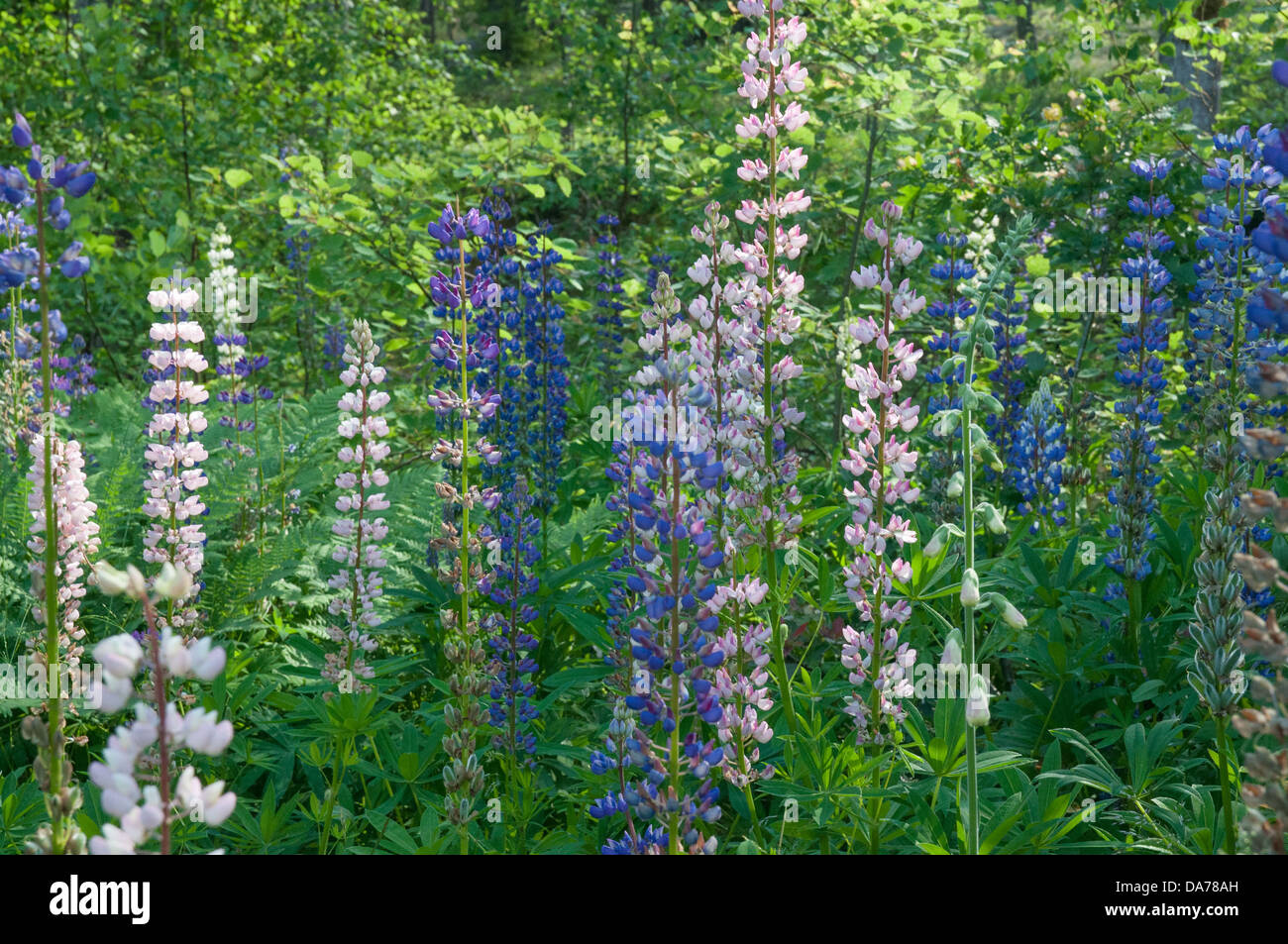 Midsummers eve sweden hi-res stock photography and images - Alamy