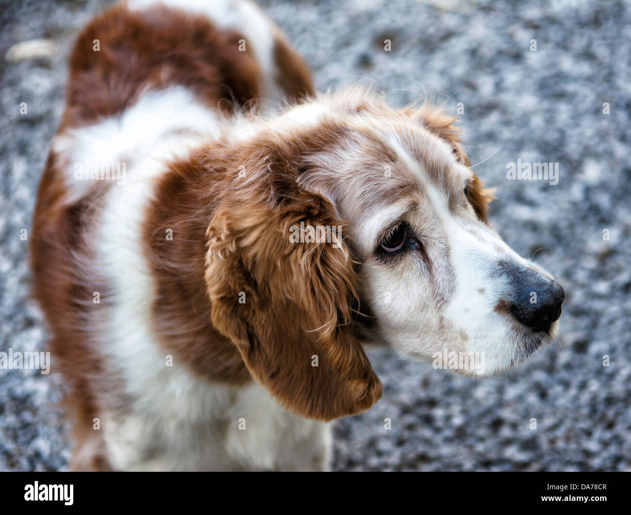 A sad looking dog Stock Photo - Alamy