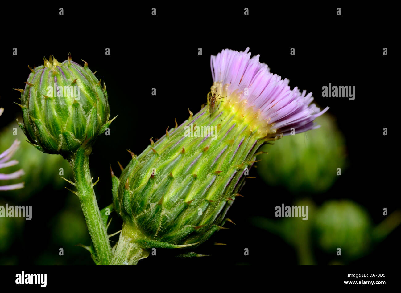 Thistle Blossom closeup macro showing the flower about to bloom Stock ...