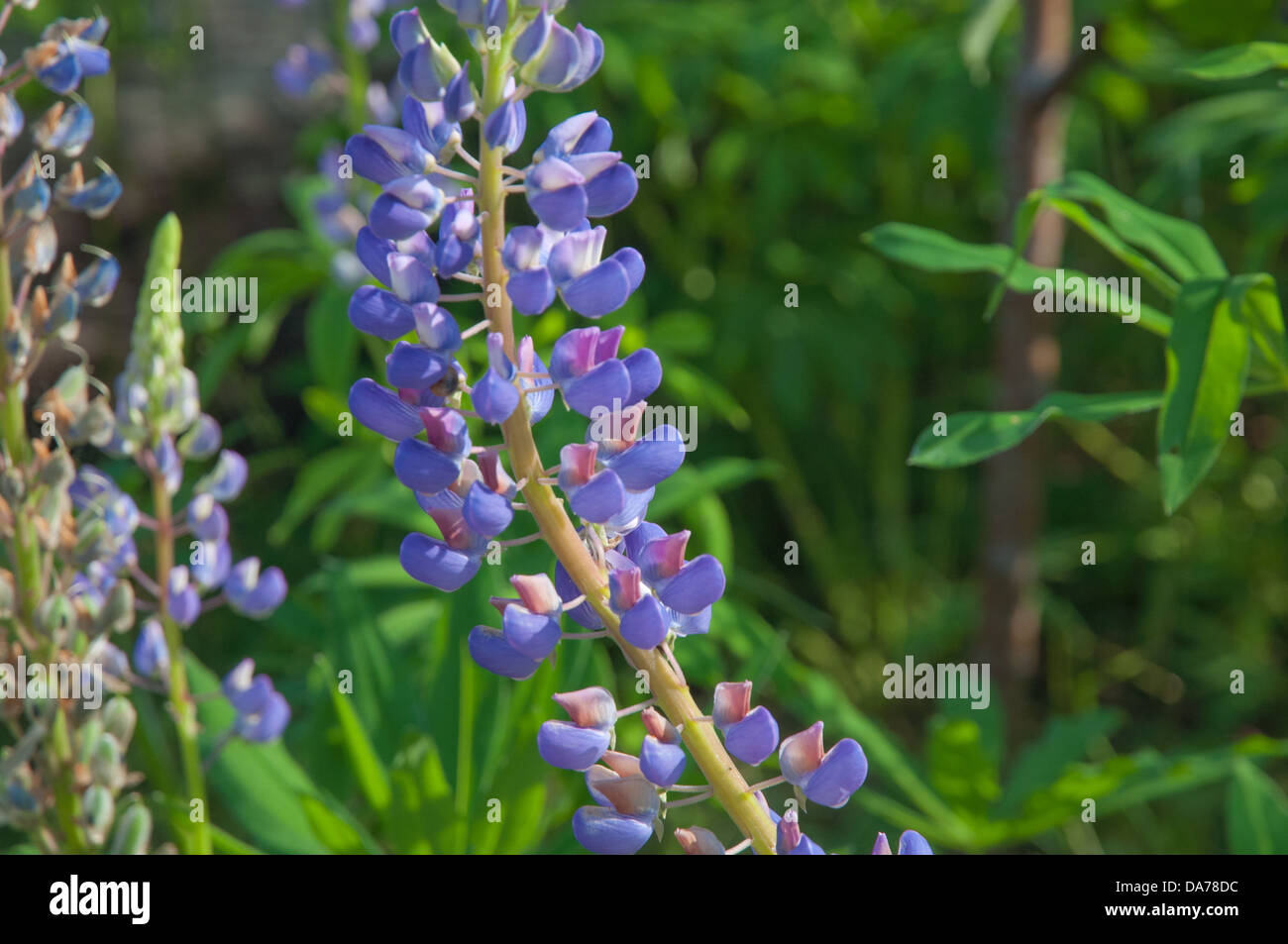 Midsummers eve sweden hi-res stock photography and images - Alamy
