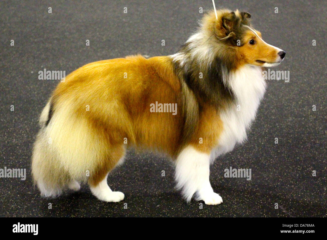 Sheltie breed hi-res stock photography and images - Alamy
