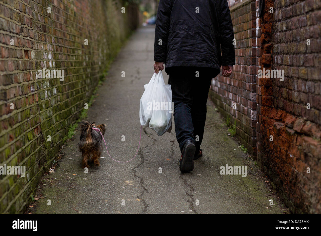 Dog back hi-res stock photography and images - Alamy