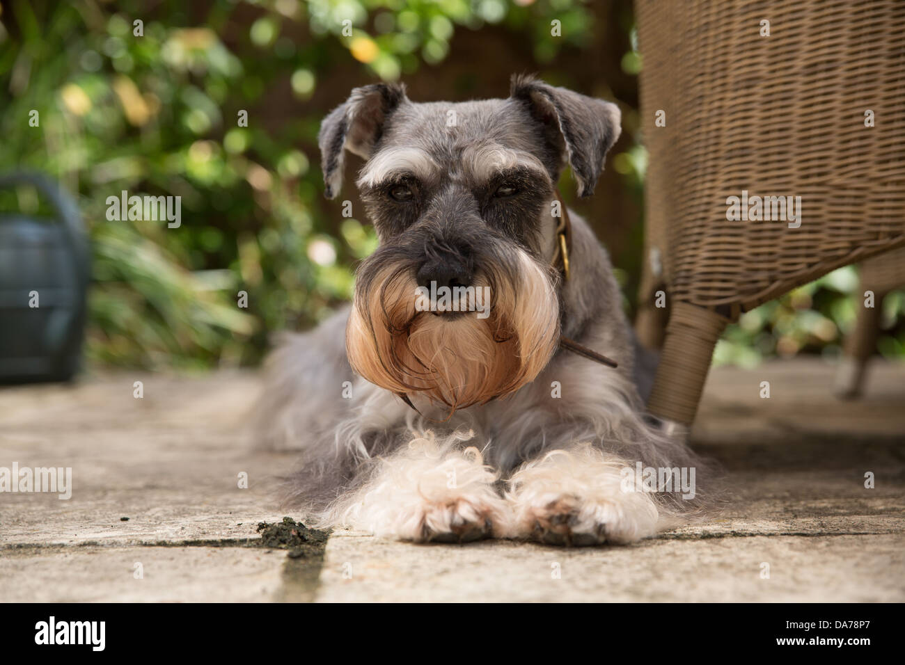 Side profile schnauzer hi-res stock photography and images - Alamy