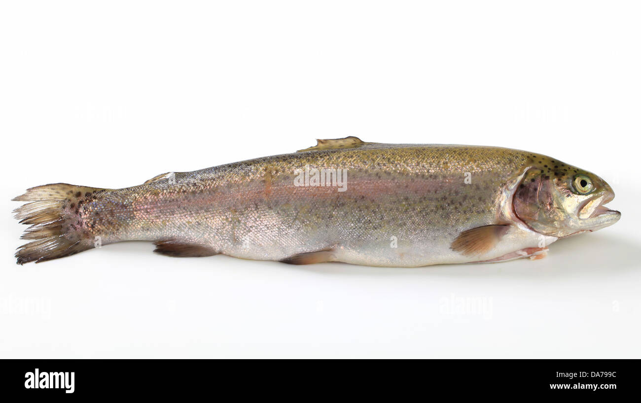 Fresh fish salmon trout Cut Out Stock Images & Pictures - Alamy