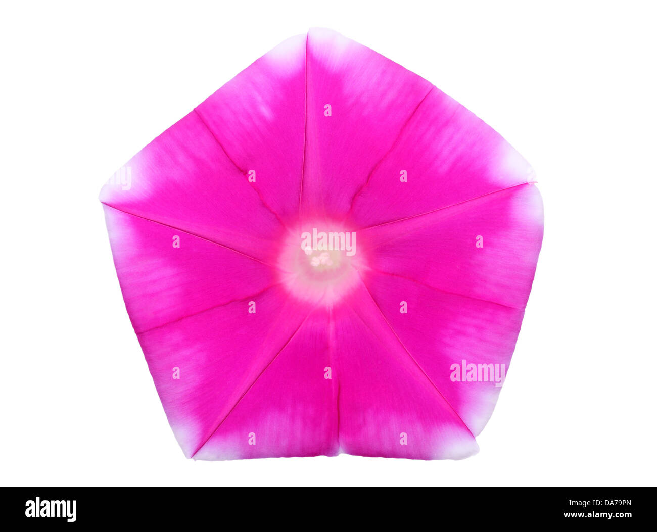 Morning glory flower background Cut Out Stock Images & Pictures - Alamy