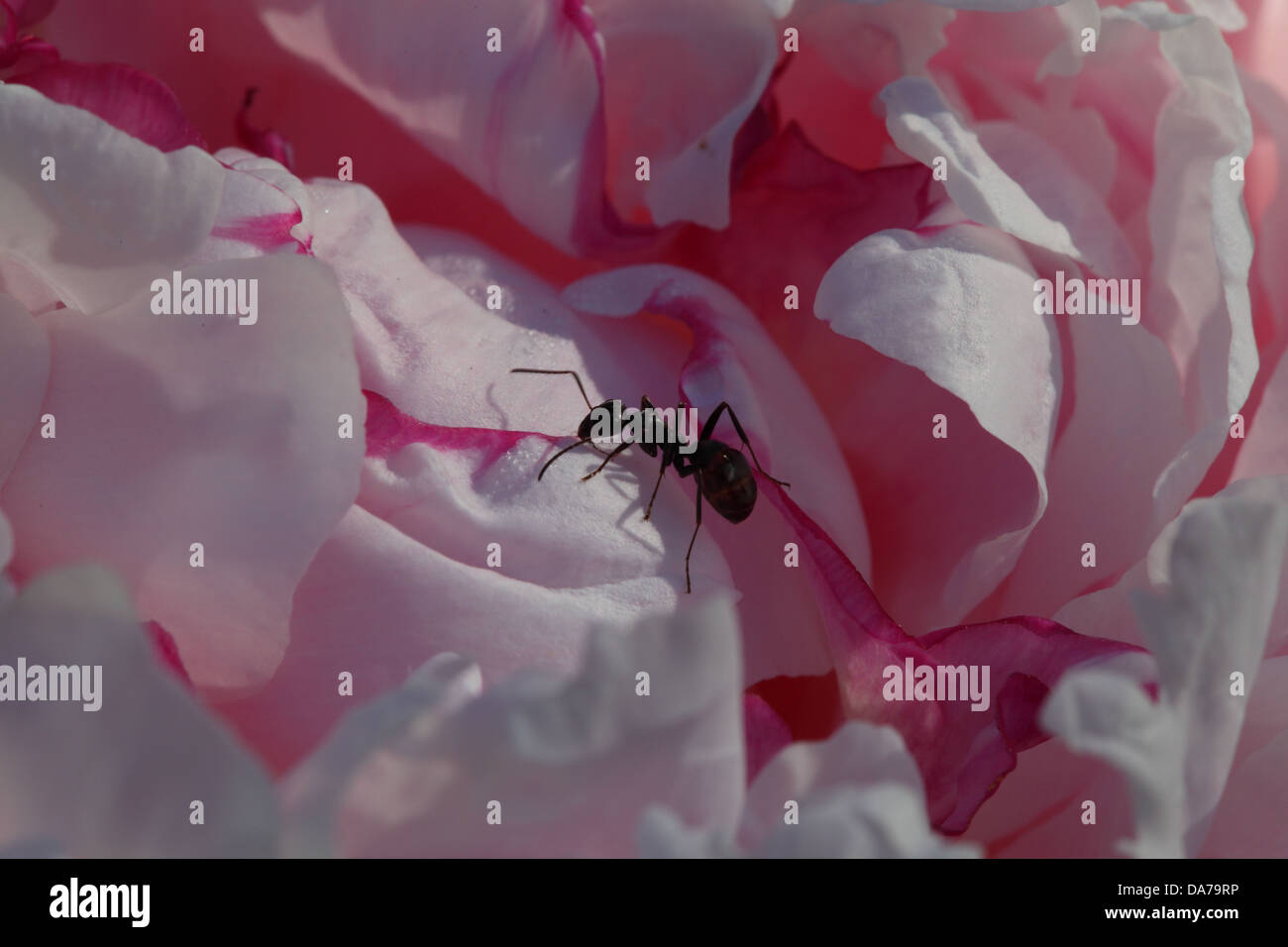 Beauty of ant hi-res stock photography and images - Alamy