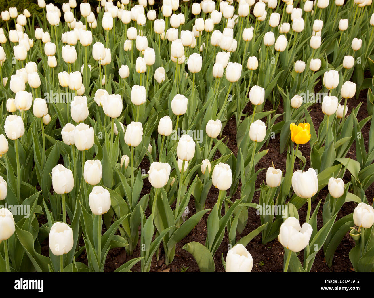 Brightly colored tulip flower hi-res stock photography and images - Alamy