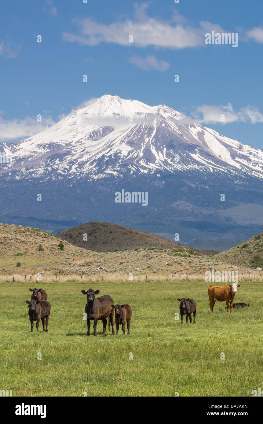 Weed California United States. View of Mt Shasta showing pasture fields ...