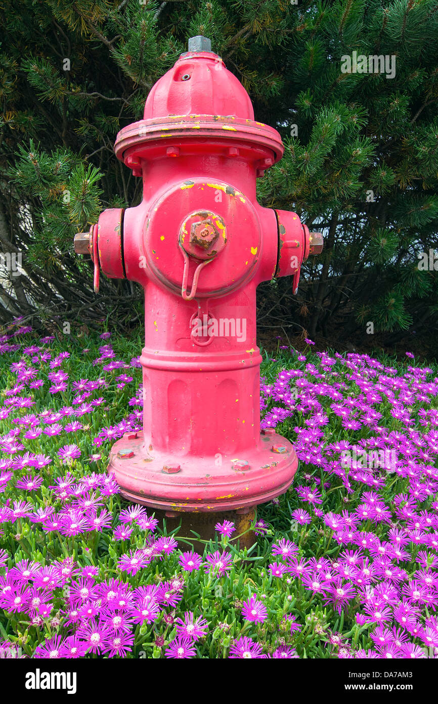 Red Fire hydrant on Bed of Creeping Ice Succulent Plant with Pink ...