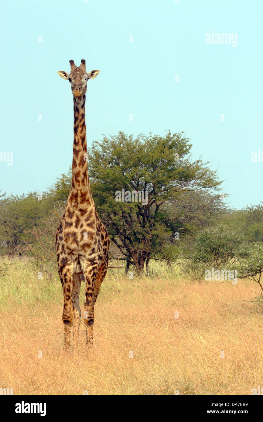 A Giraffe (Giraffa camelopardalis) in Serengeti National Park, Tanzania ...