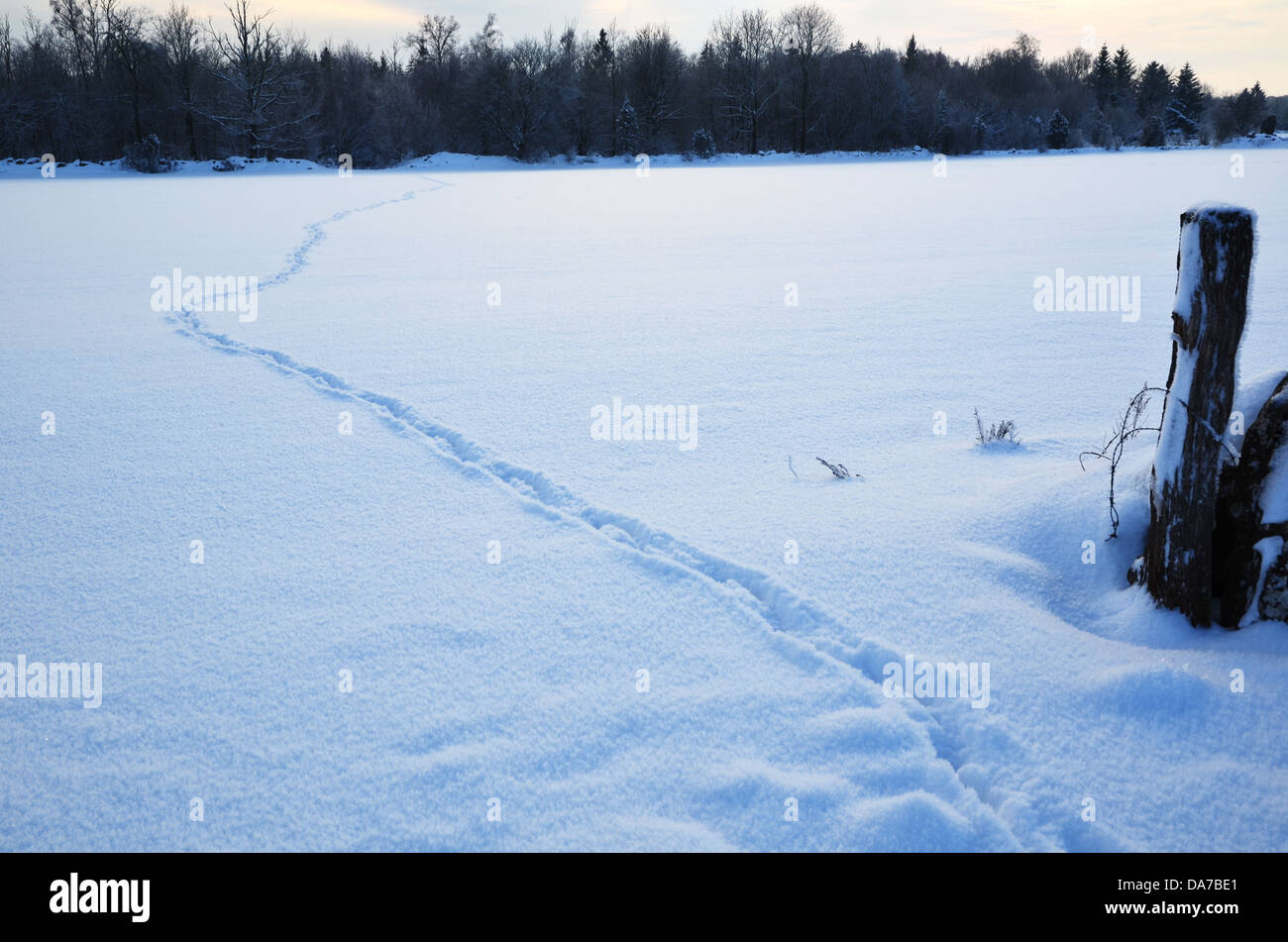 Wildlife tracks hi-res stock photography and images - Alamy