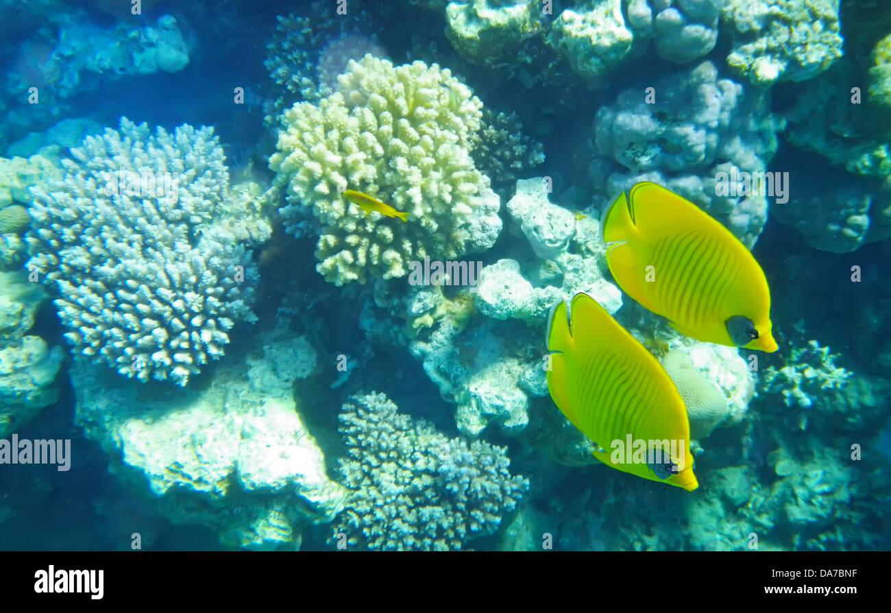 Pair of Racoon butterfly fish underwater red sea Stock Photo - Alamy
