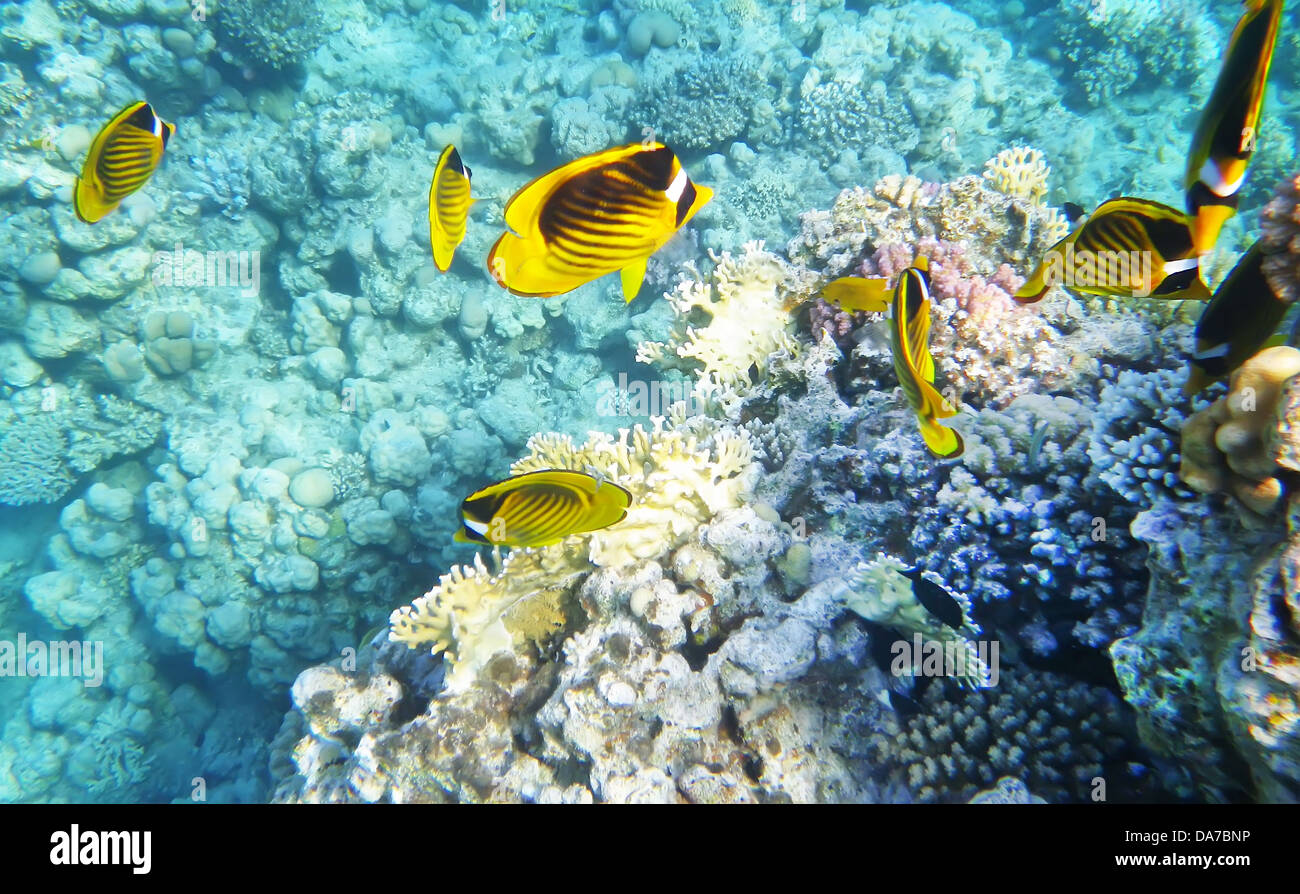 Racoon butterfly fish underwater coral reef Stock Photo - Alamy
