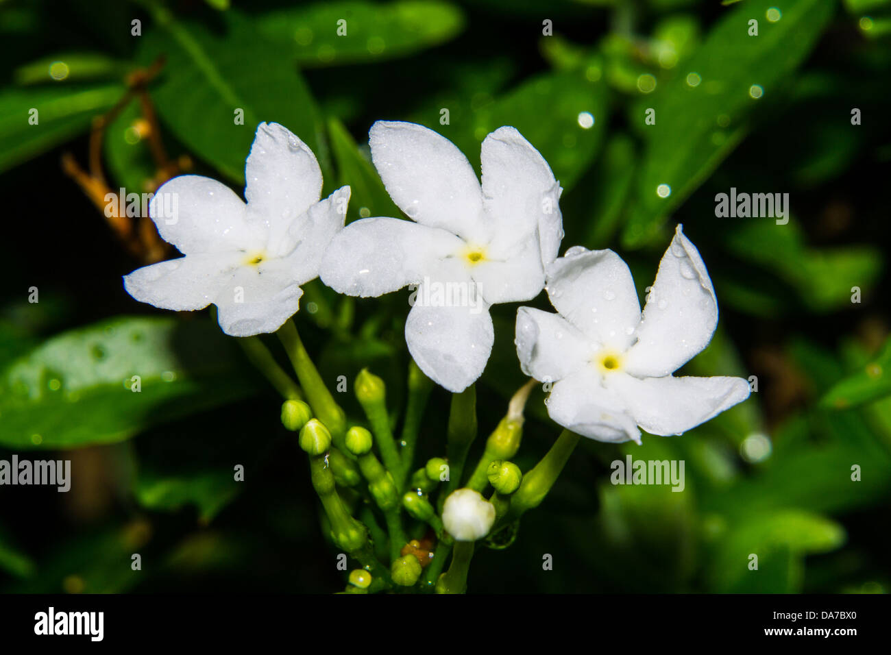 Thai Murraya paniculata Stock Photo - Alamy