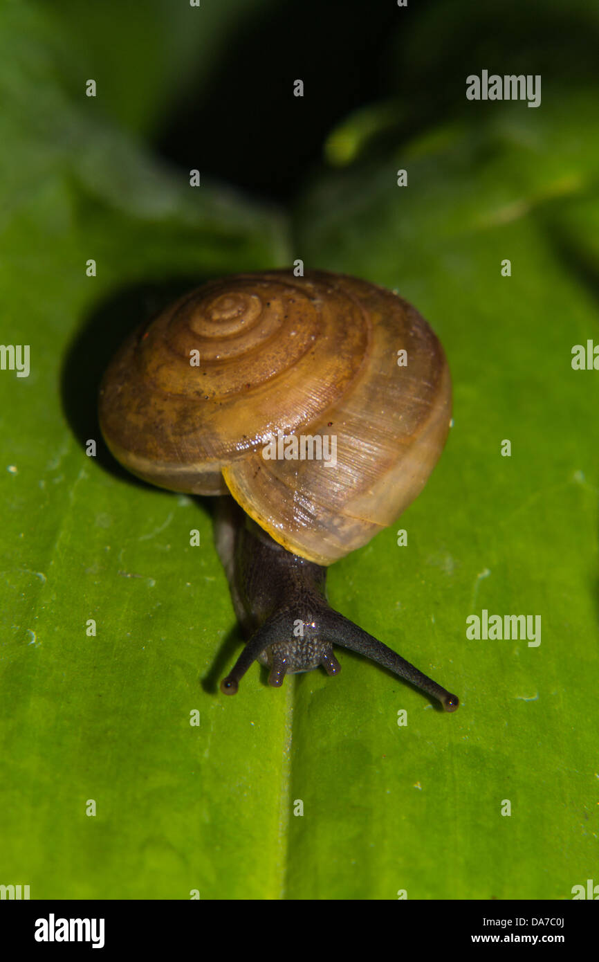 How snails move hi-res stock photography and images - Alamy