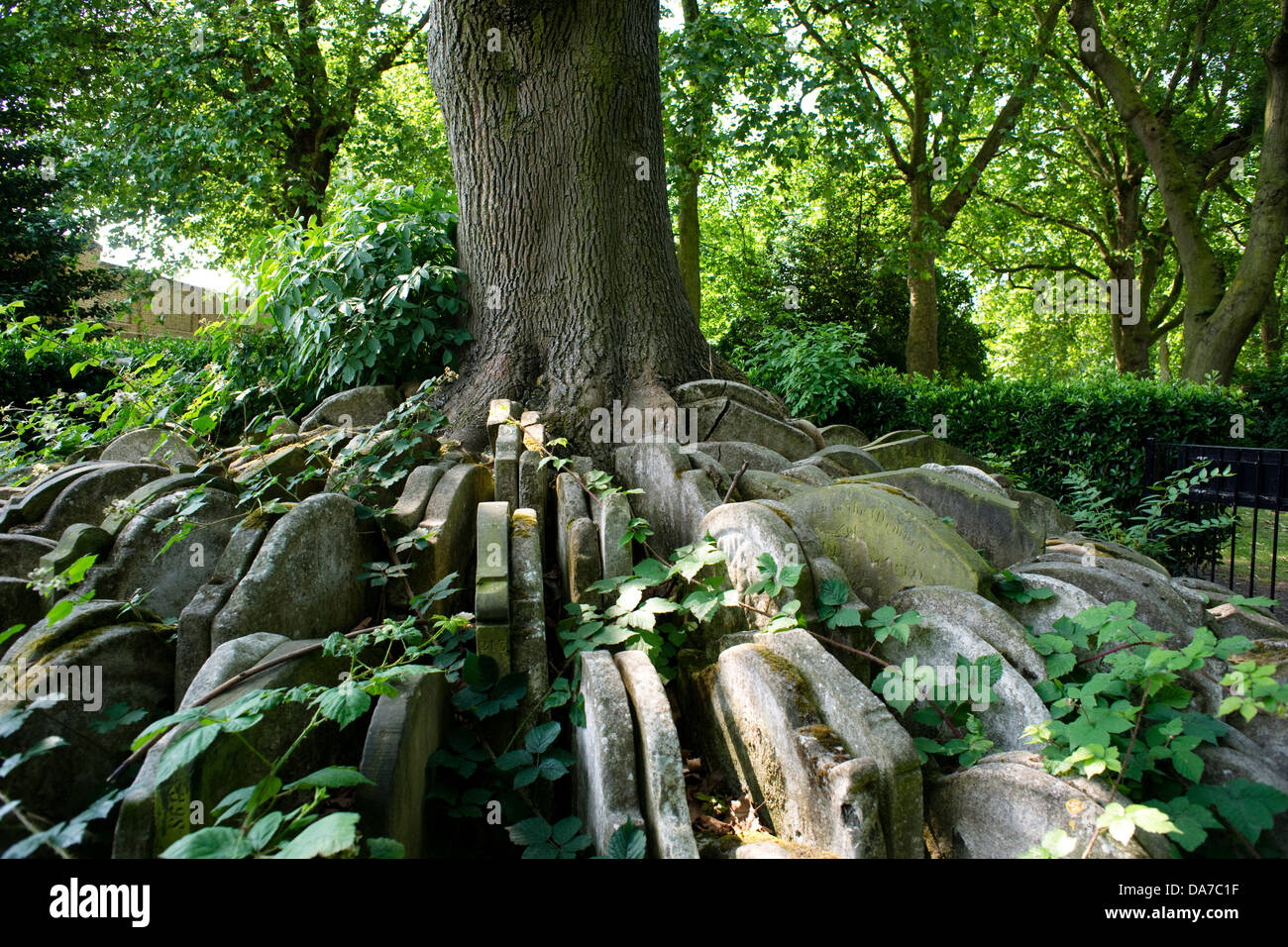 The Hardy Tree Stock Photo - Alamy