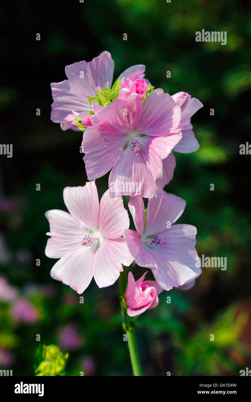 Hollyhock mallow garden hi-res stock photography and images - Alamy