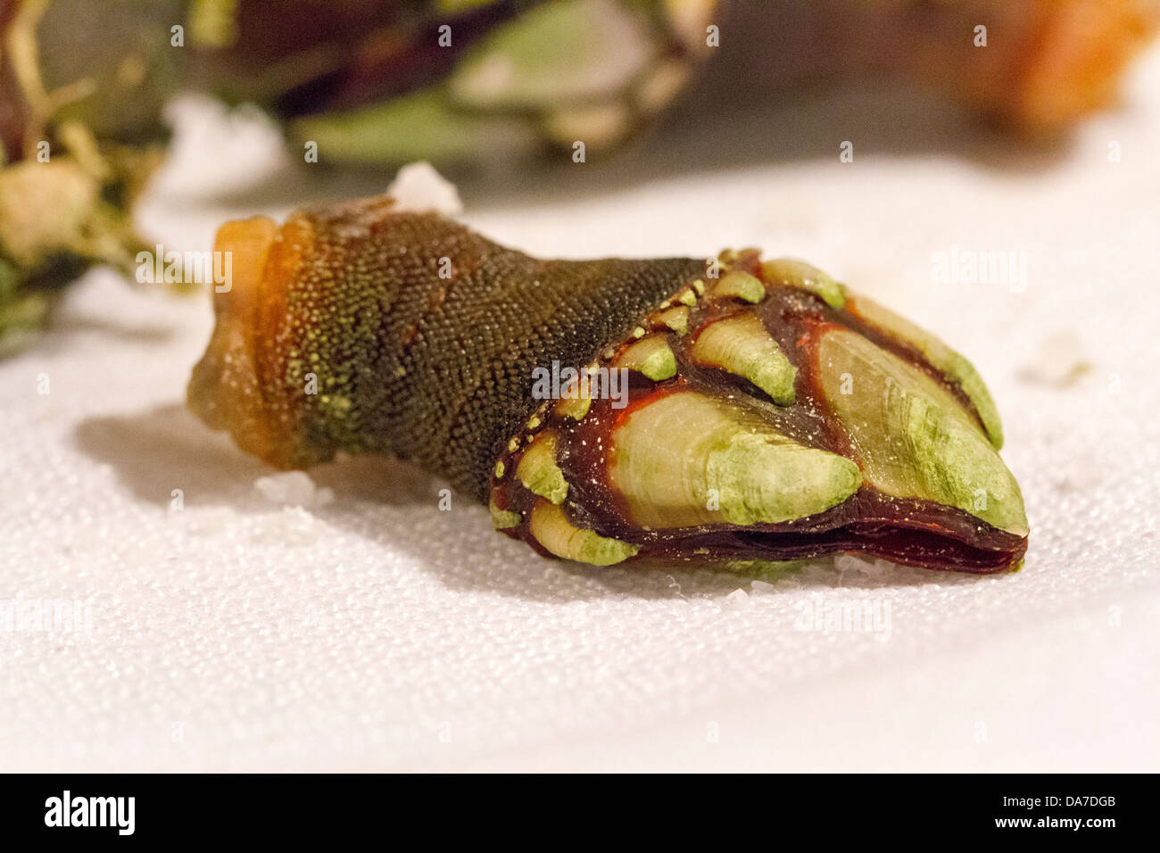 Hoja de pescado hi-res stock photography and images - Alamy
