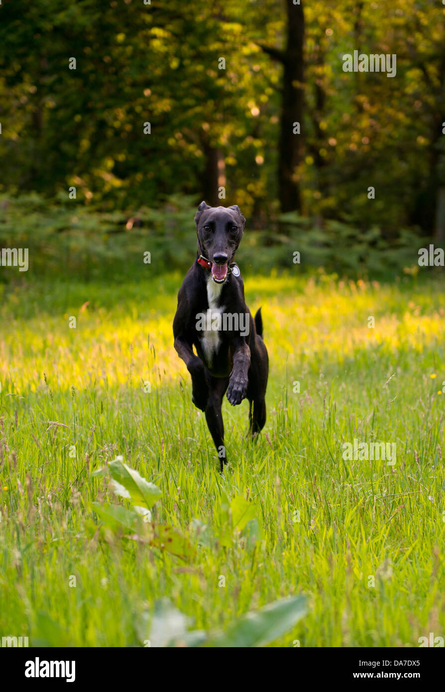 Lurcher dogs hi-res stock photography and images - Alamy