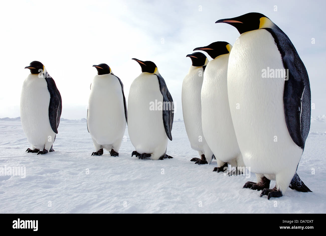 Male and female emperor penguin hi-res stock photography and images - Alamy