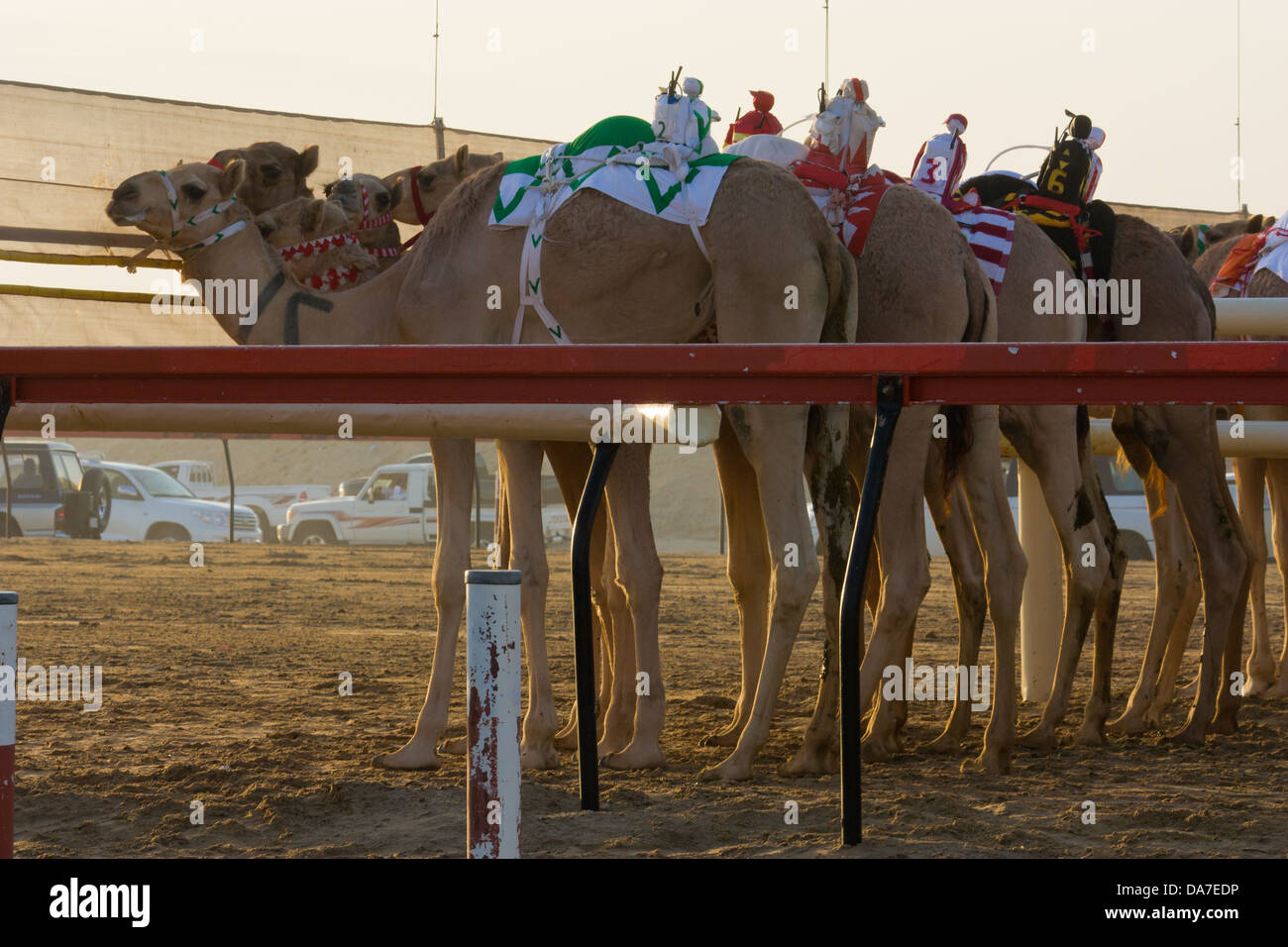 Camel Race High Resolution Stock Photography and Images - Alamy