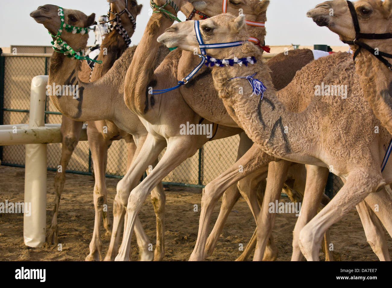 Racing Camel High Resolution Stock Photography and Images - Alamy