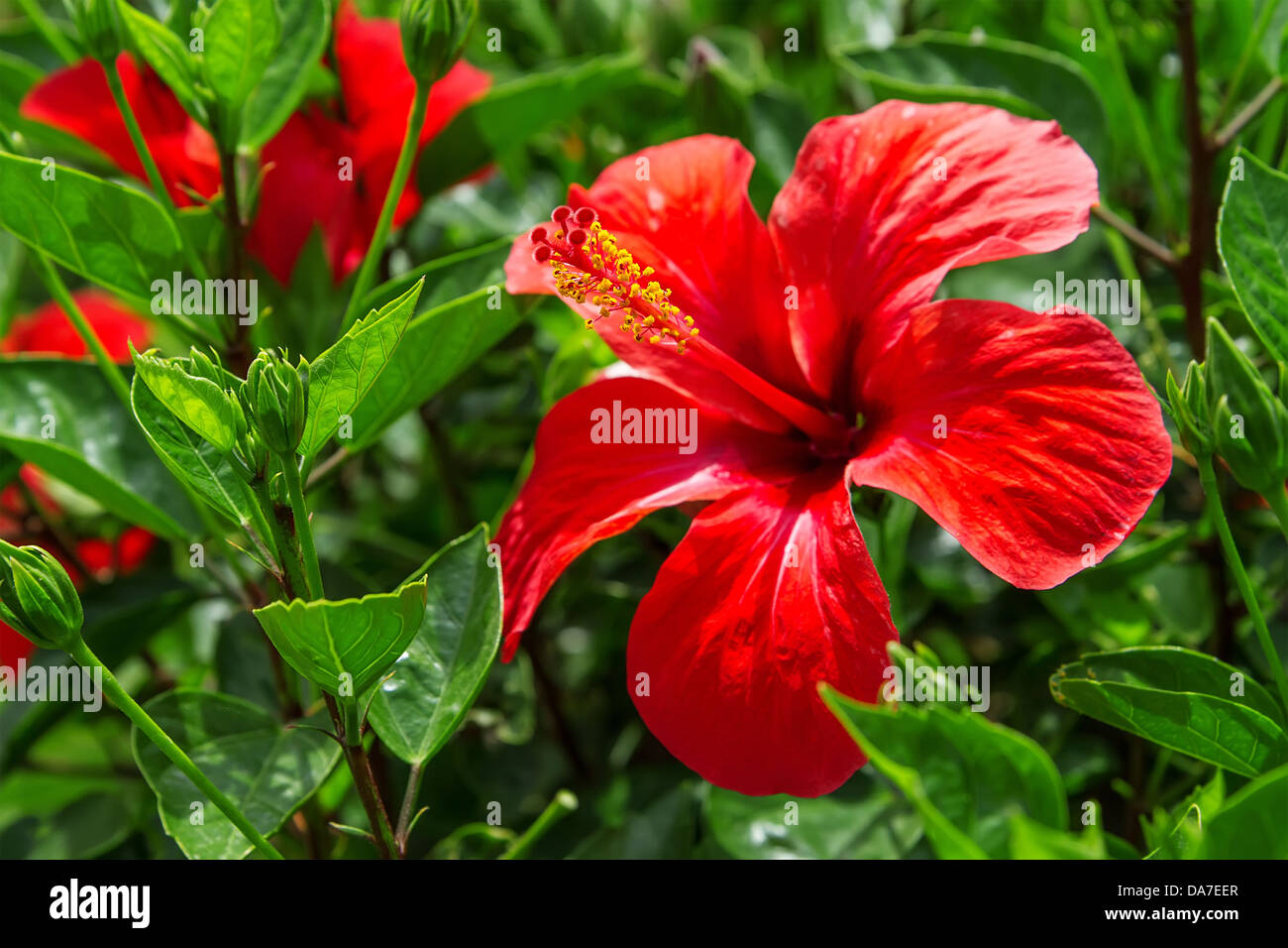 Red hibiscus tea flower hi-res stock photography and images - Alamy