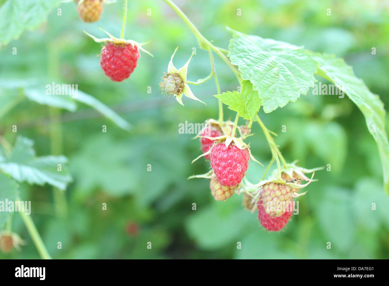 Beautiful raspberry hi-res stock photography and images - Alamy