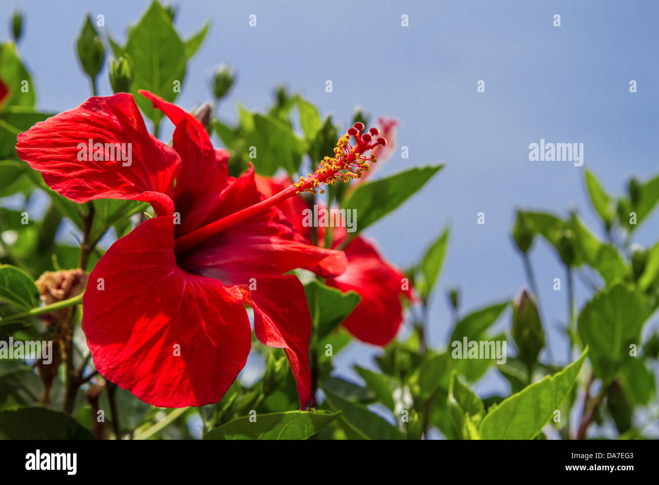 Red hibiscus tea flower hi-res stock photography and images - Alamy
