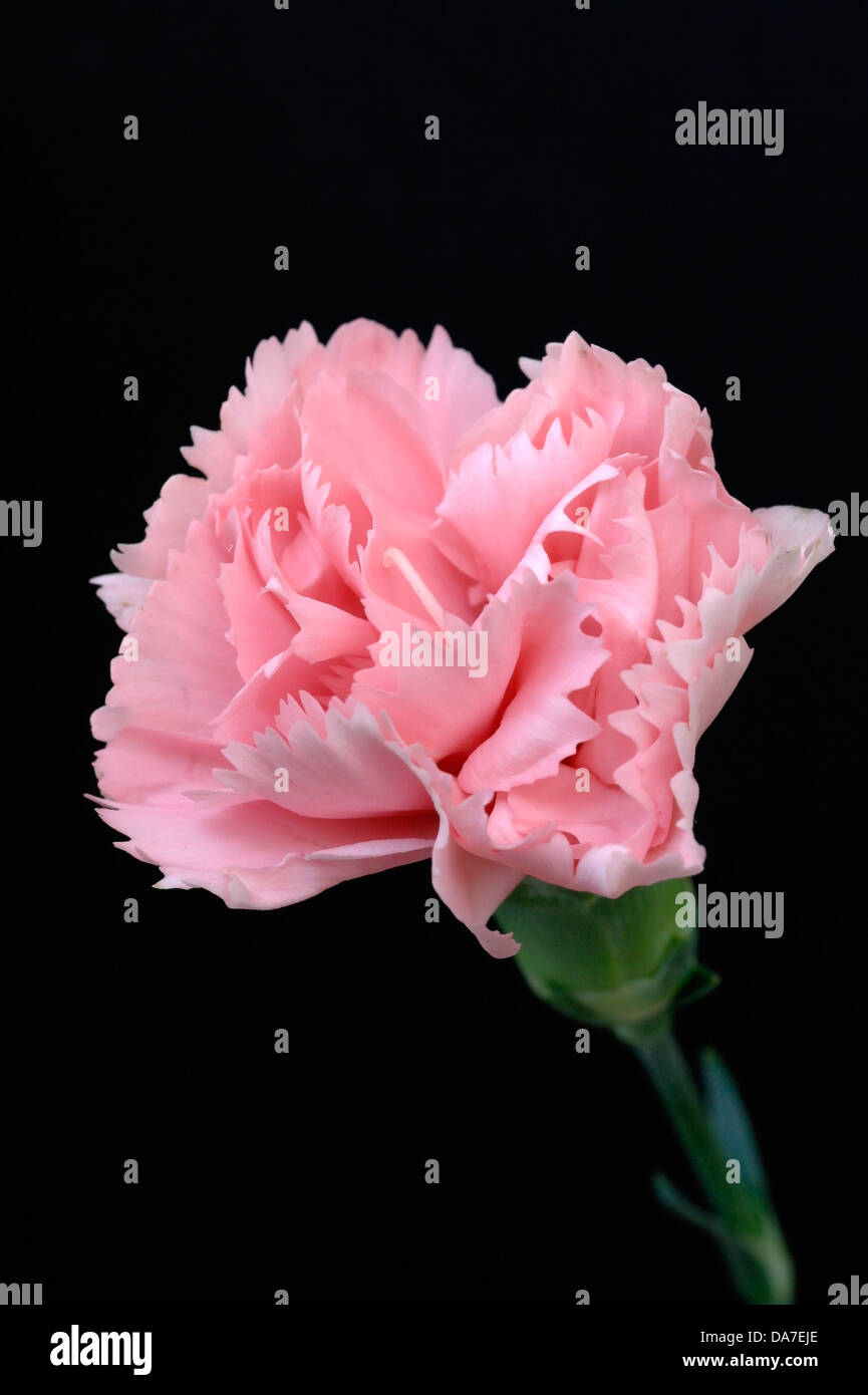 Carnation pink hi-res stock photography and images - Alamy