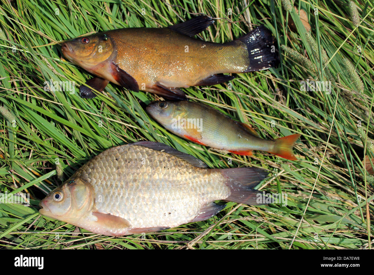 Crucian hi-res stock photography and images - Alamy