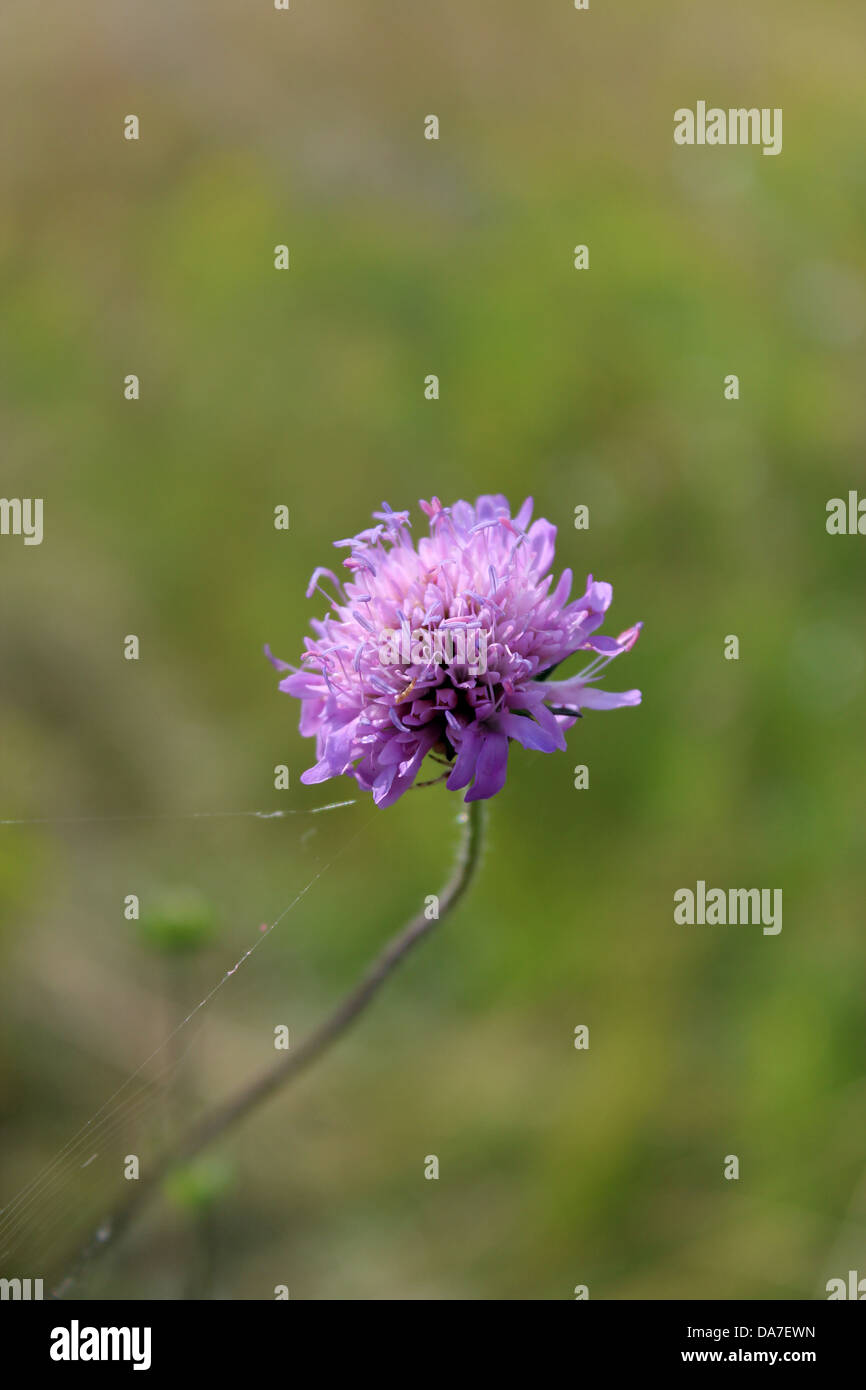 image of the beautiful lilac meadow flower Stock Photo - Alamy