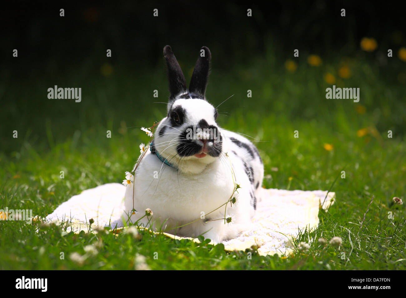 English spot rabbit relaxing in the summer sun Stock Photo - Alamy