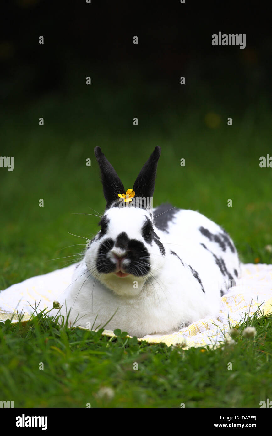 English spot rabbit relaxing in the summer sun Stock Photo - Alamy