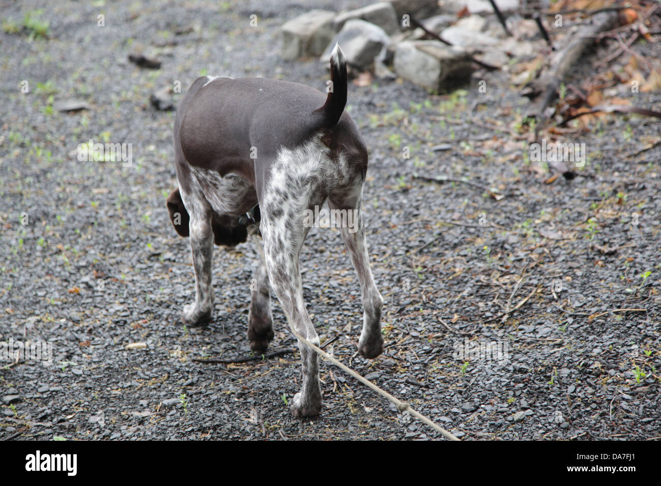 Female German Short-Haired Pointer Stock Photo - Alamy