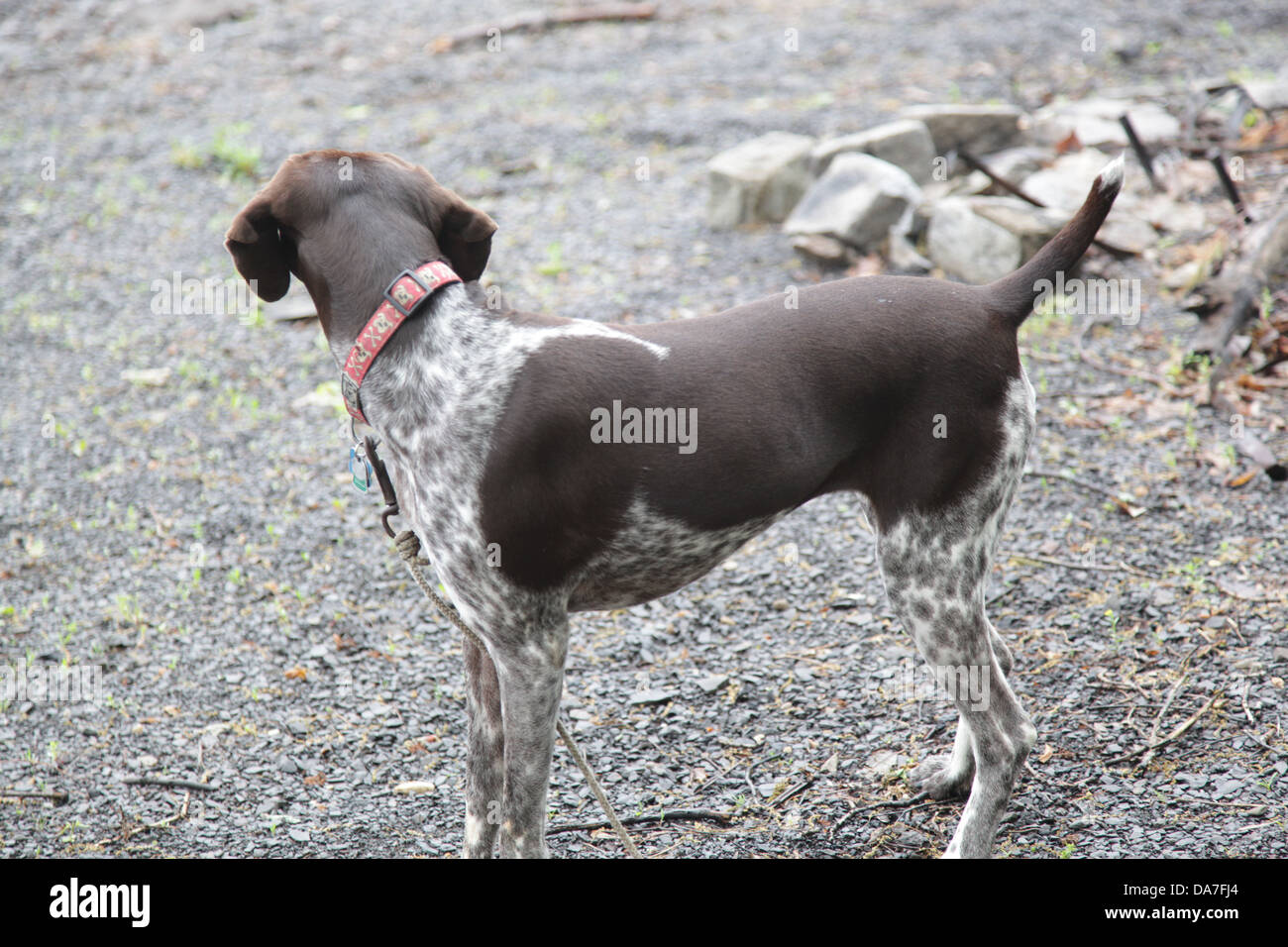 Female German Short-Haired Pointer Stock Photo - Alamy