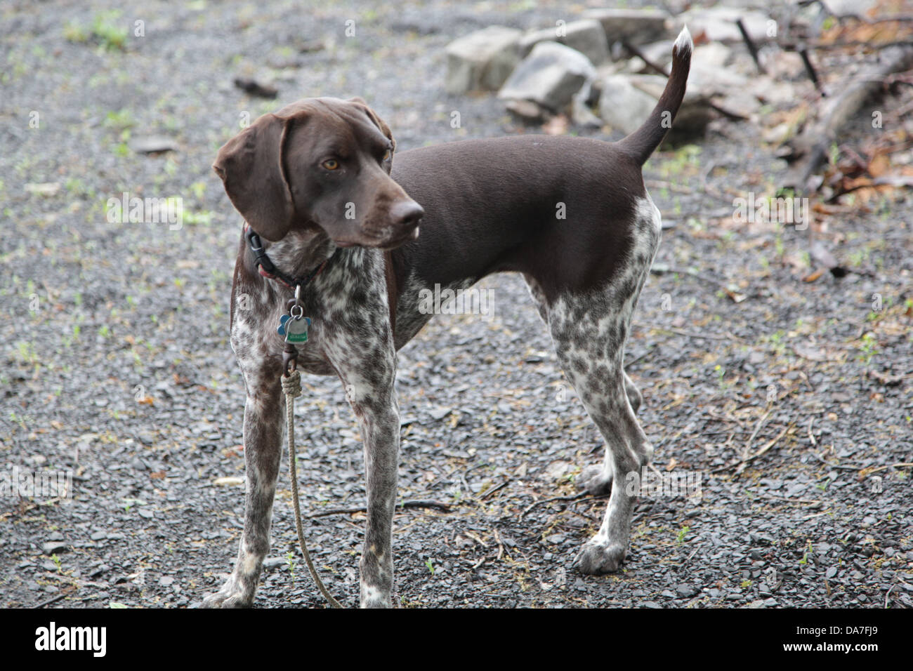 Female German Short-Haired Pointer Stock Photo - Alamy