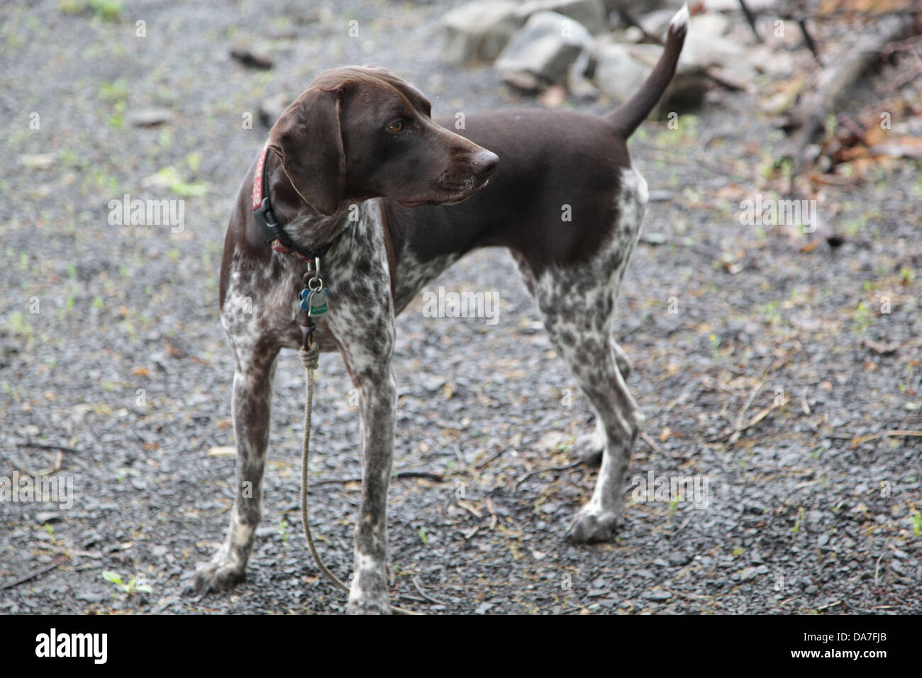 Female German Short-Haired Pointer Stock Photo - Alamy