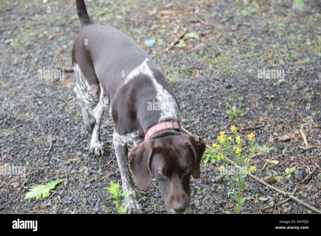 Female German Short-Haired Pointer Stock Photo - Alamy
