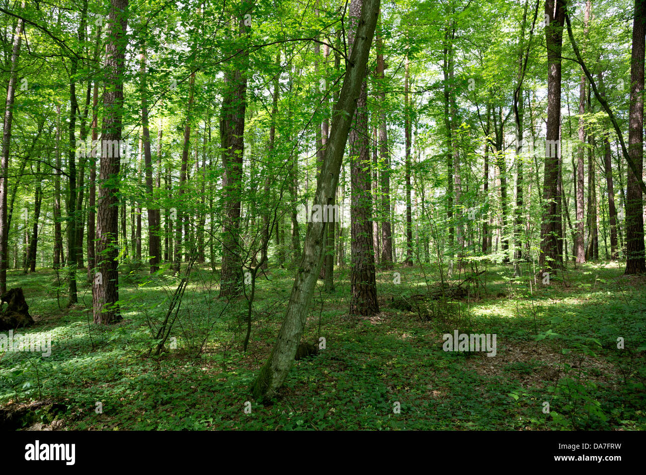 Spring forest in Poland Stock Photo - Alamy