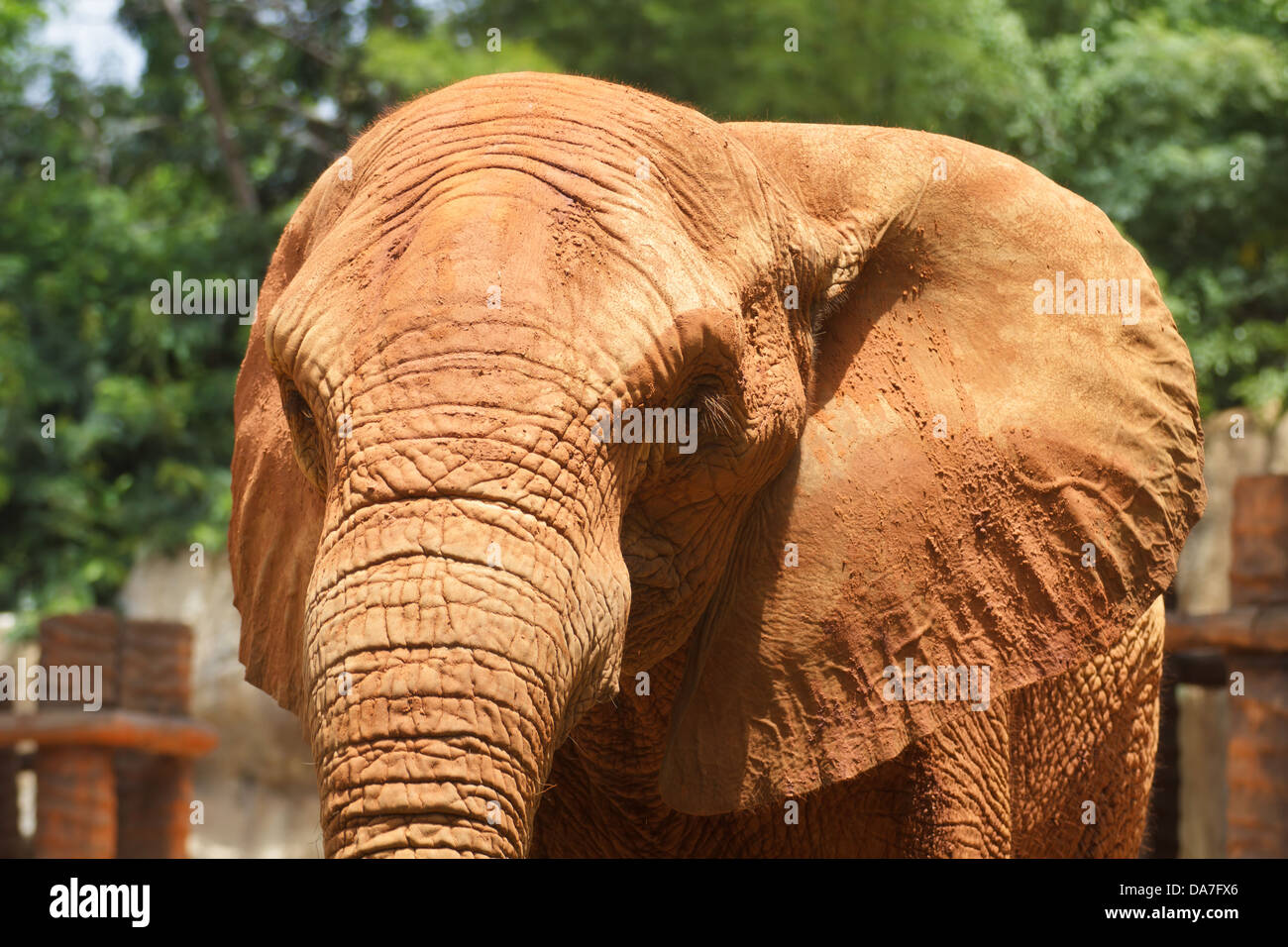 The scary face of the Africa elephant Stock Photo - Alamy