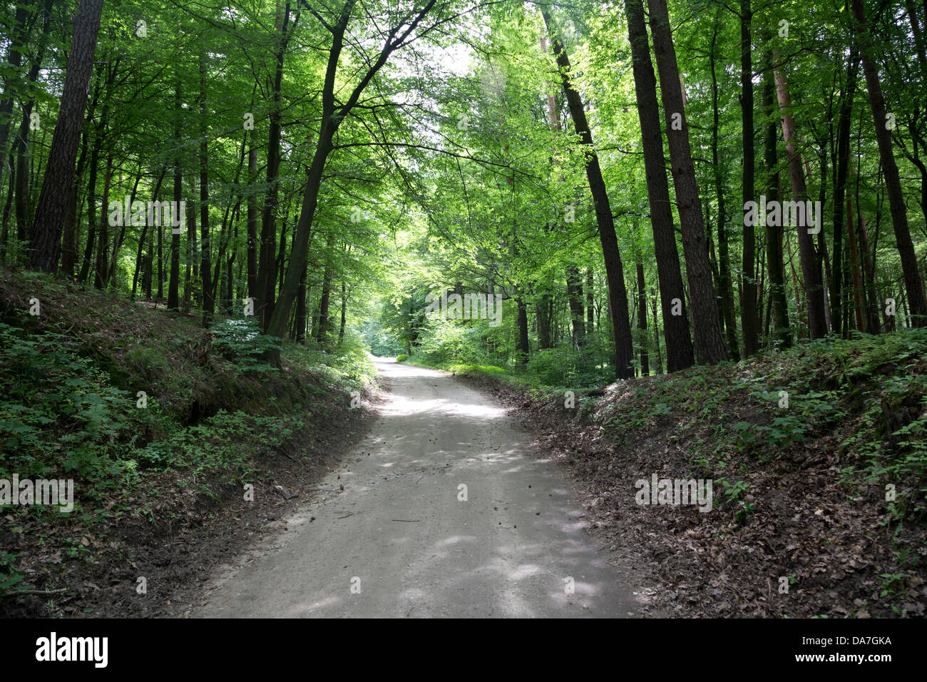 Foresta hi-res stock photography and images - Alamy