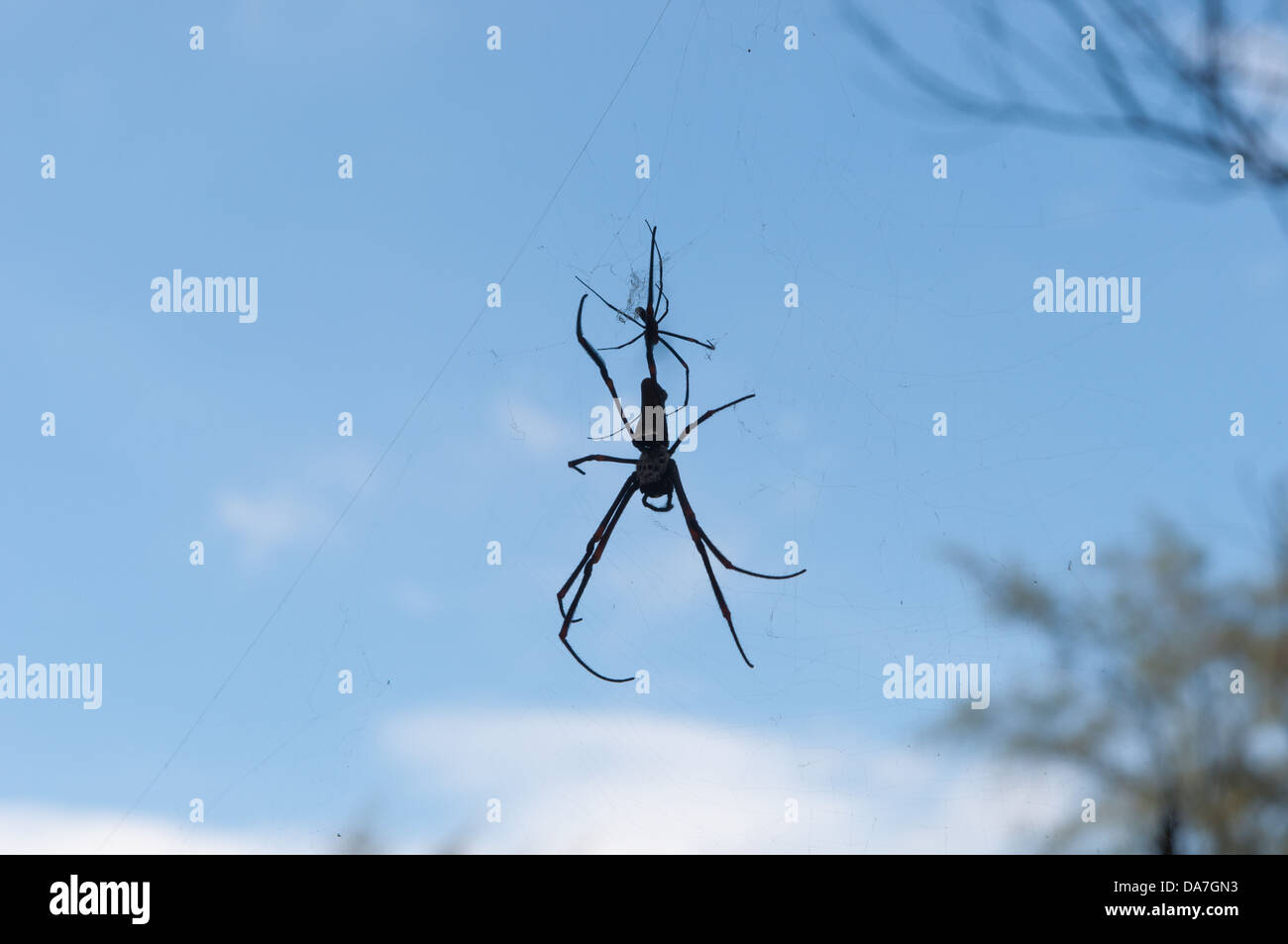 Head legs hi-res stock photography and images - Alamy