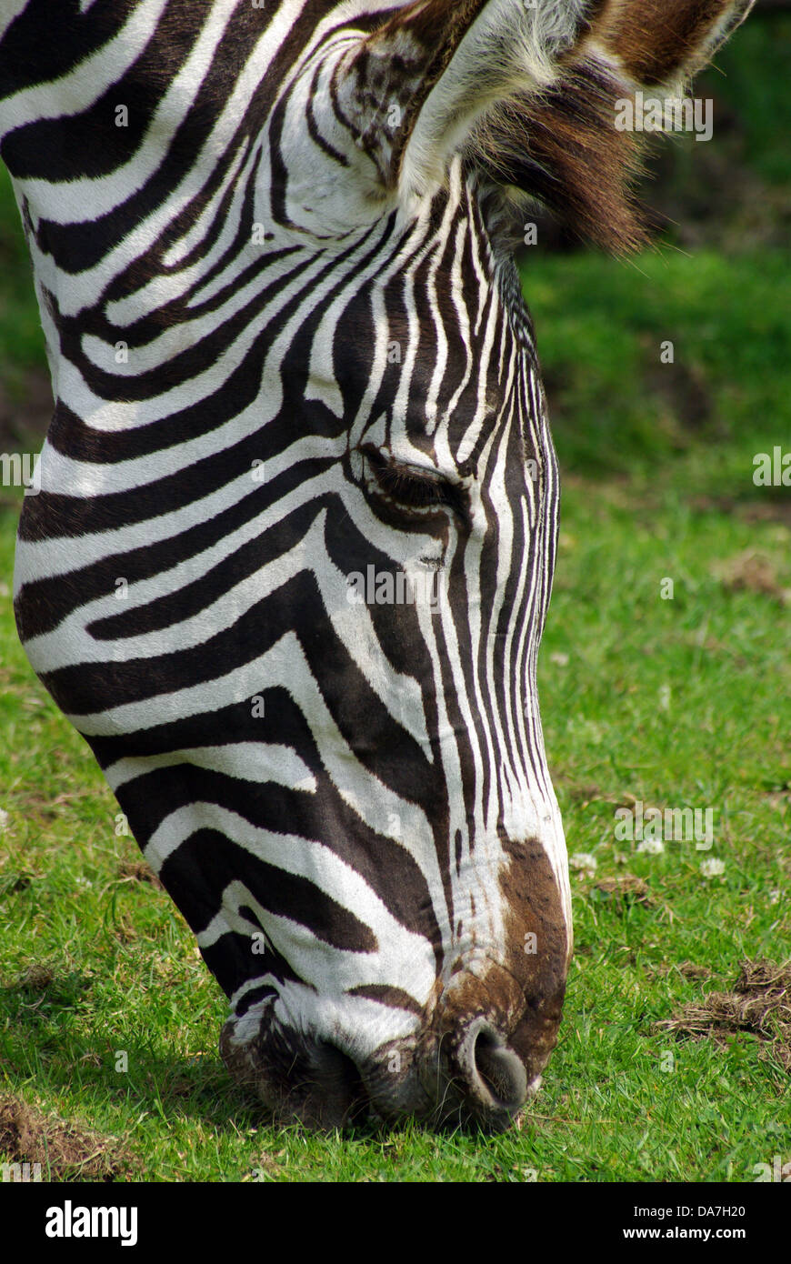 Chester Zoo Caged Animals High Resolution Stock Photography and Images ...
