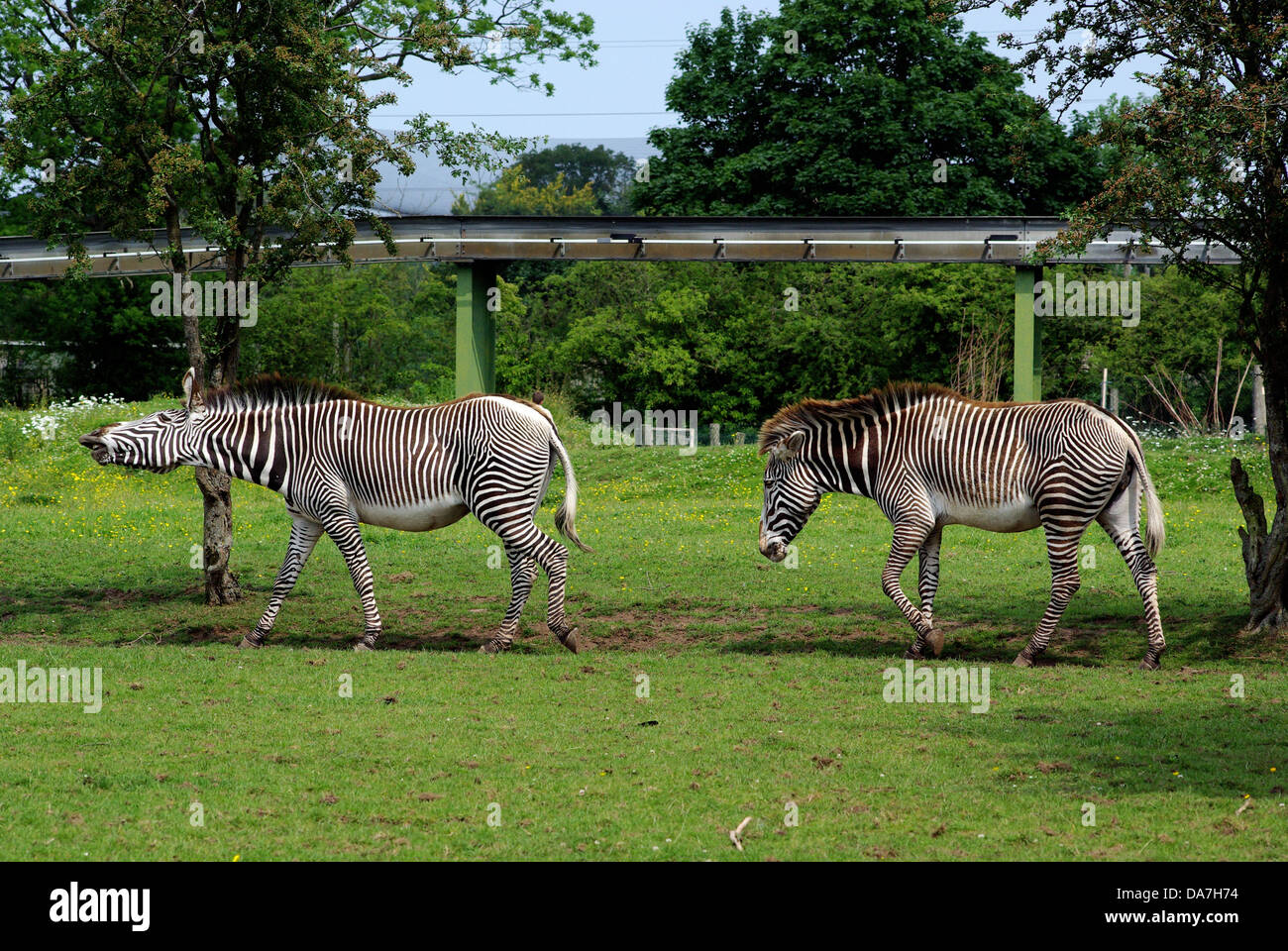 Zebras Chester Zoo Stock Photo - Alamy