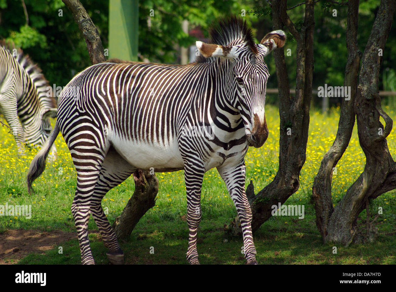 Zebra Chester Zoo Stock Photo - Alamy
