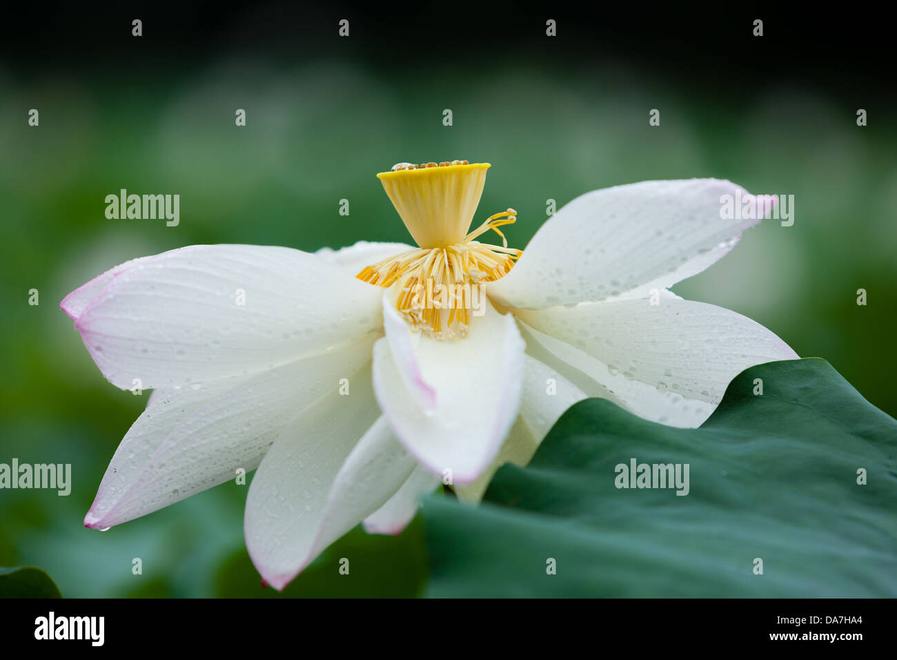 Single blooming white lotus, with water drops Stock Photo - Alamy