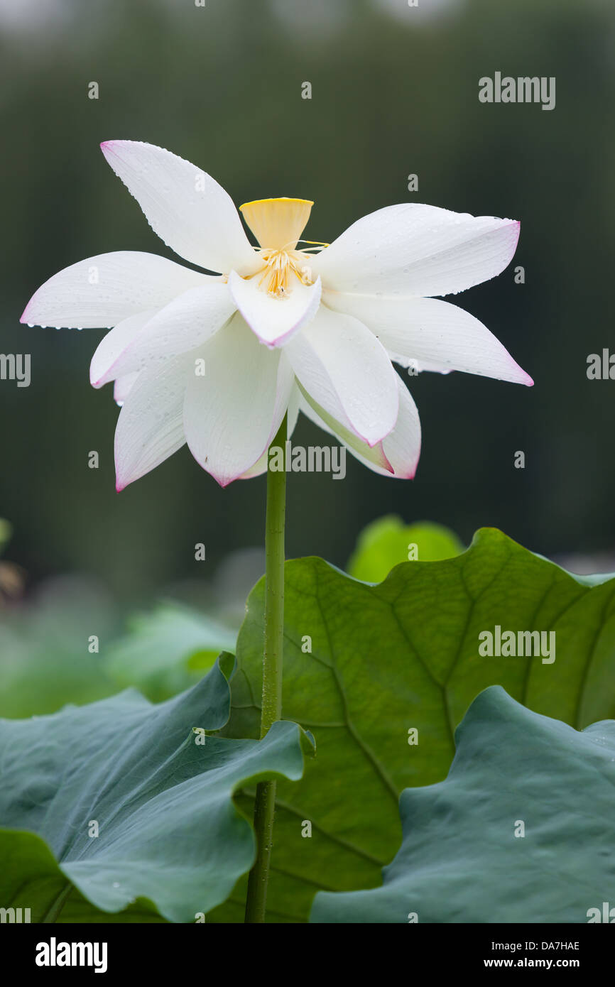 Single blooming white lotus, with water drops Stock Photo - Alamy